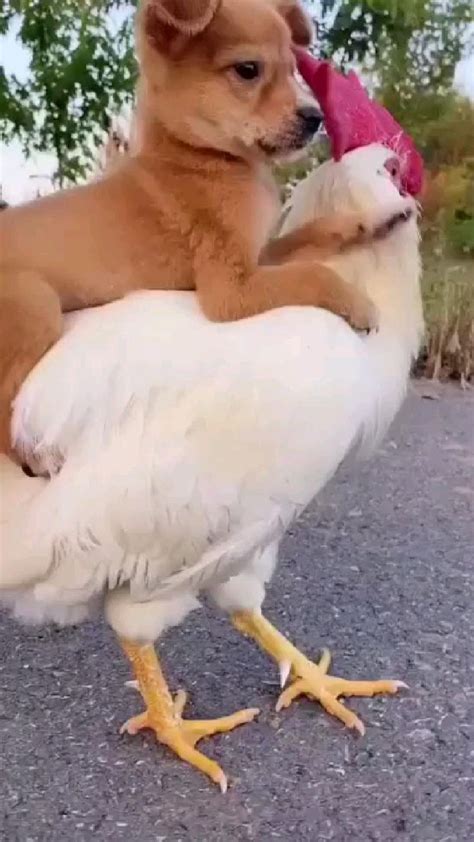 a chikog | Immagini divertenti di animali, Animali divertenti, Foto di ...