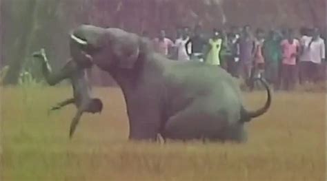 Elephant brutally attacks a man in West Bengal (video) | The Indian Express