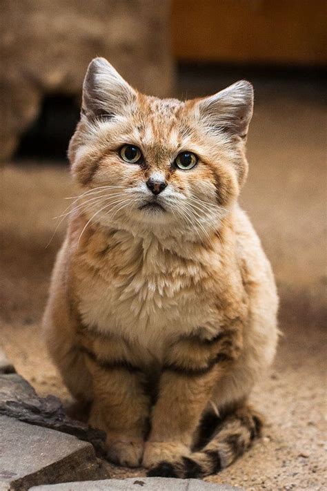 Pin by Raija Marjatta on Gatos - kissat | Cute cats and dogs, Sand cat ...
