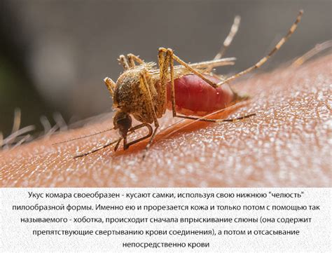 Почему кусают комары и почему одних чаще, а других - нет