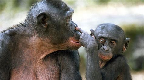 Les singes bonobos, comme les humains, deviennent presbytes avec l'âge