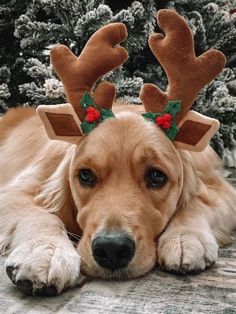 Look at this good bork - Animals | Dog christmas photos, Dog christmas pictures, Dog christmas card