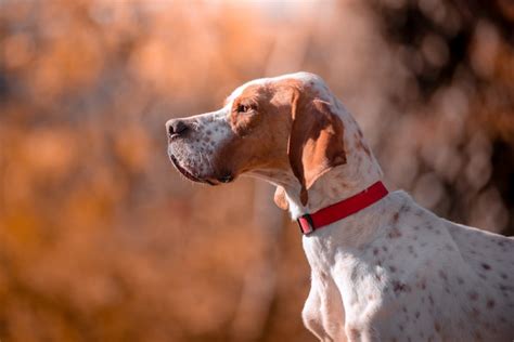 Premium Photo | Beautiful portrait of a simple dog in nature