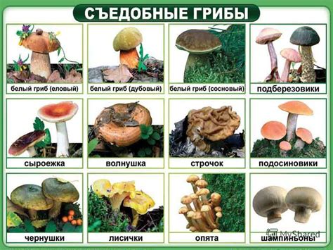 Презентация на тему: "Мир грибов и ягод". Скачать бесплатно и без ...