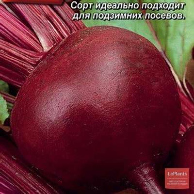 Свекла столовая 'Мона' — описание сорта, характеристики | на LePlants.ru