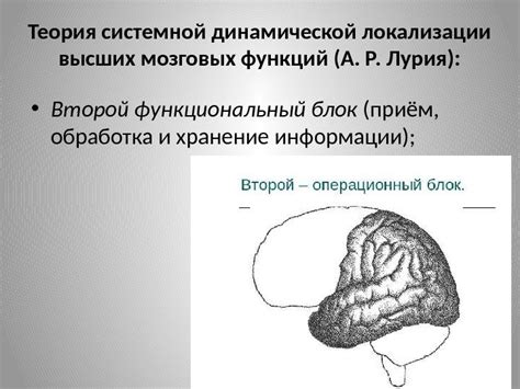Кора головного мозга. Высшие мозговые функции Определение