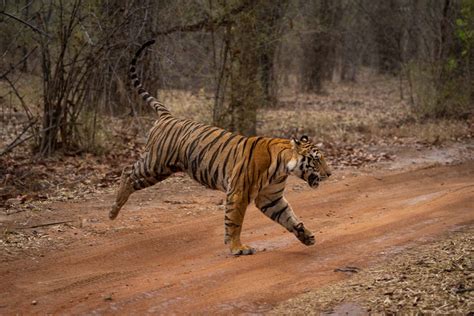 Tiger, Tiger...! — Nick Dale Photography