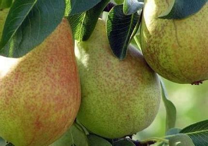Купить саженцы груши питомник Гарден Класс – доставка почтой, СДЭК