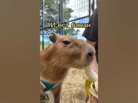 Капибара ест банан #capybara #капибара - YouTube