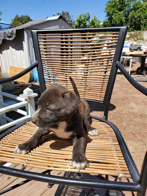 german pitbull I rescued from a backyard in Santa Ana for $300 : r/pitbulls