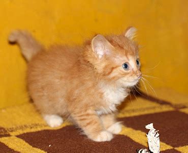 Маленькое солнышко ( котенок ) в добрый дом.