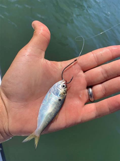 Inshore Archives - The Fisherman