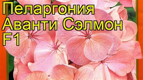 Пеларгония обыкновенная Аванти Сэлмон. Краткий обзор, описание ...
