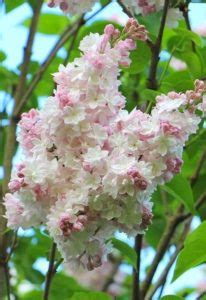 20 Stunning Lilac Varieties To Fill Your Garden With Fragrance & Color