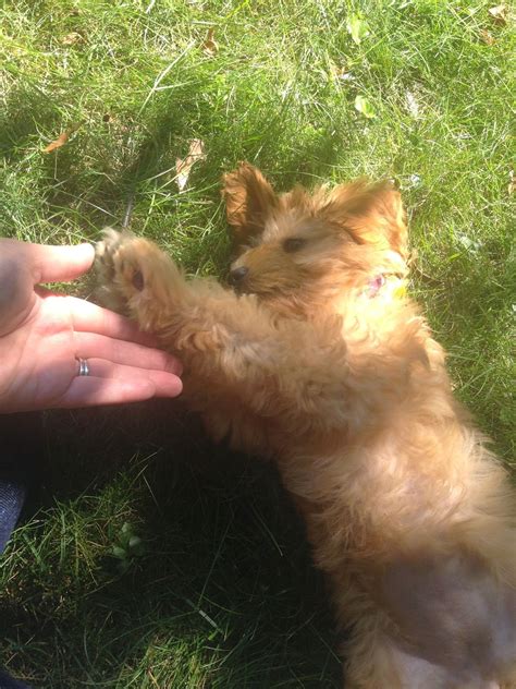 : Puppy Boom!