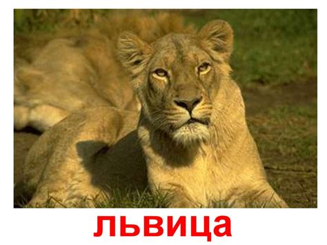 Животные жарких стран - презентация онлайн