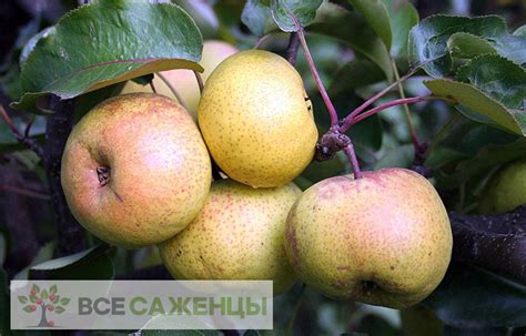Цена на Груша Уссурийская - купить саженцы