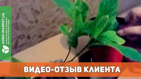ОТЗЫВ АГРОМАРКЕТ(ВІДГУК) | Гортензія, добрива від AGRO-X та інші товари ...