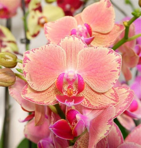 Орхидея, Орхидея Фаленопсис Orchid22 коралловый, розовый, 12 дм, 1 шт ...