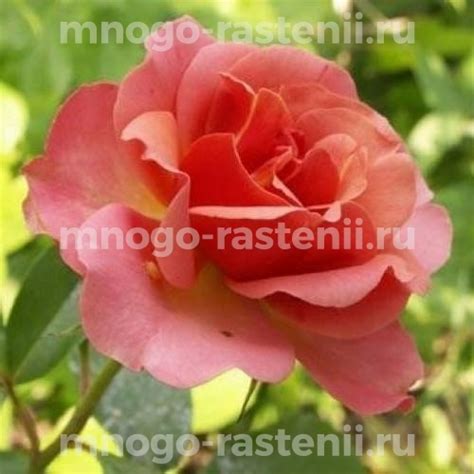 Саженцы Роза Жан Кокто (Rosa Jean Cocteau) купить по цене 660 руб. в ...