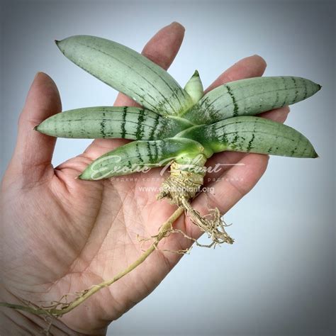 sansevieria boncelensis cv Platinum - exoticplantshop.org