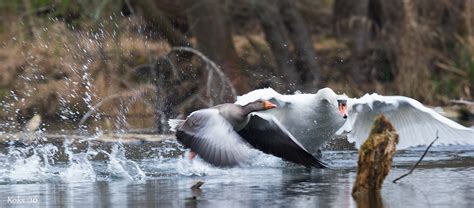 Bissel STRESS Foto & Bild | tiere, wildlife, wild lebende vögel Bilder ...