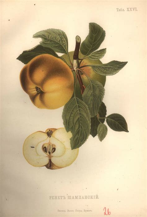 Атлас плодов. 1906. Часть 1: humus — LiveJournal