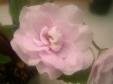 СОРТА ФИАЛОК Rose Garden [ Ро́уз Гардн ] Селекция: E.Champion Описание ...