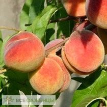 Цена на Персик Краснощекий - купить саженцы