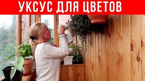 ОДИН пшик и ЦВЕТЫ ОЖИВАЮТ. Уксус для РАСТЕНИЙ | Цветы, Комнатные цветы ...