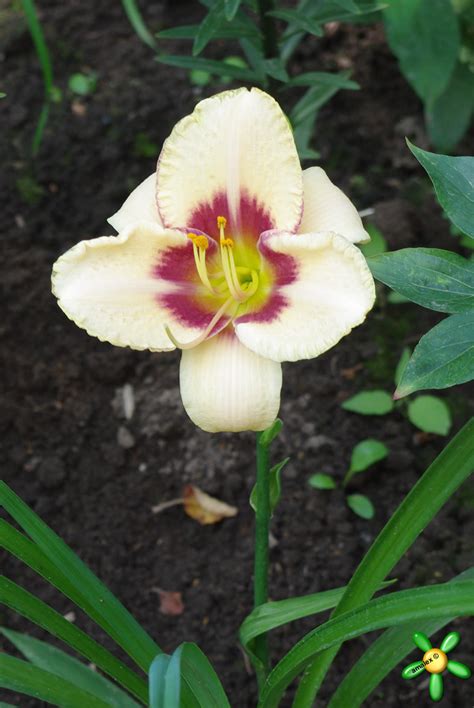 Лилейники 2011 / Hemerocallis 2011 / Ageless_Beauty_1.jpg