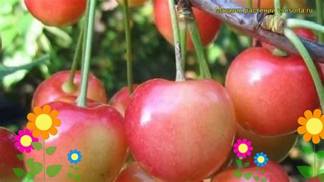Черешня Приусадебная. Краткий обзор, описание характеристик prunus ...