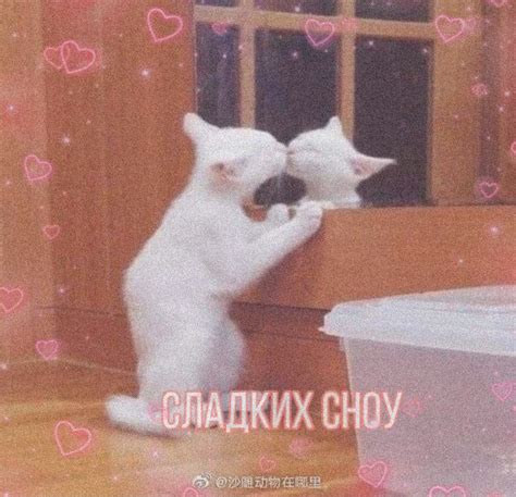 inst:kuromi.p🧚🏼‍♀️ | Артбуки, Милые котики, Мемы животные