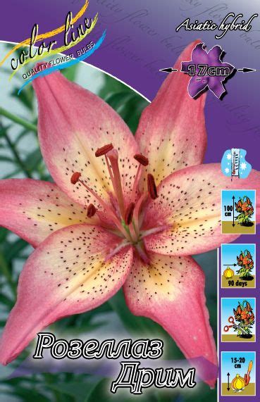 Каталог лилий, сорта лилий,Lilium catalog
