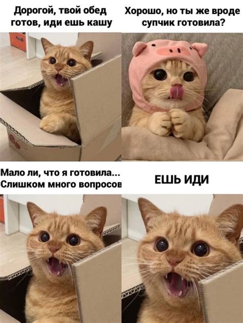 Смешные мемы с котами, которые поднимут вам настроение