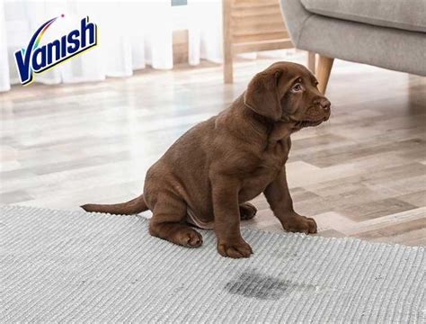 VANISH Pet Expert spray 500 ml - Vanish | Sklep EMPIK.COM