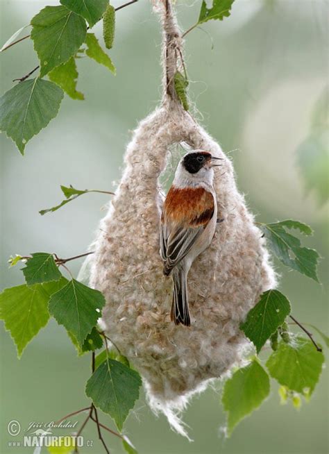 Penduline Tit Photos, Penduline Tit Images, Nature Wildlife Pictures ...