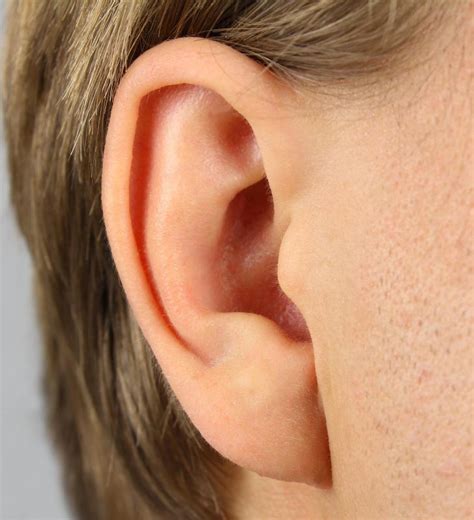 What is Ear Cartilage? (with pictures)