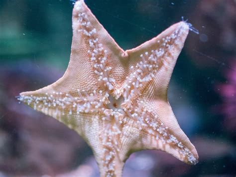 Sea Life Aquarium in London Tickets - Hellotickets