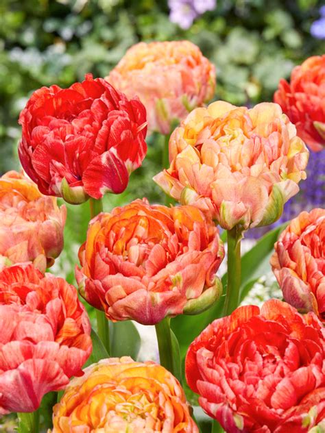 Tulip Bulbs 'Gudoshnik Double' | DutchGrown™ UK