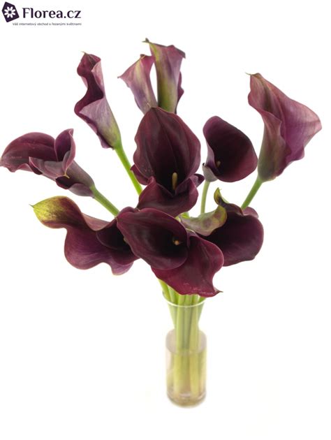 Kala RUDOLPH 50cm | Florea