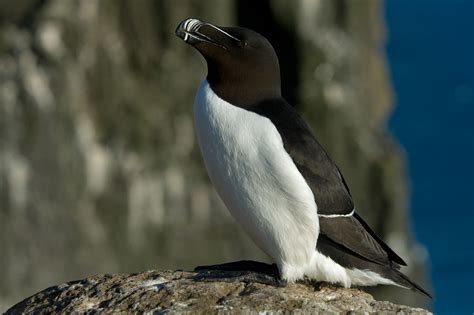Tordalk (Forum für Naturfotografen)