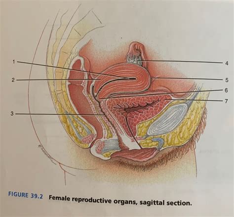 39.2 Female Reproductive Organs, Sagittal Section Diagram | Quizlet