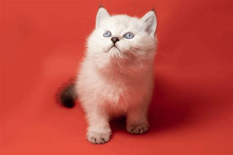 Kitty Hygiene: 5 Tips on How to Teach Your Cat to Clean Itself