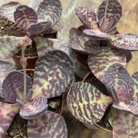 Растение ⌀ 5 Kalanchoe HUMILIS 'ZEBRA' больше но бледнее (Каланхоэ ...