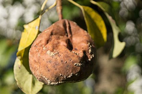 Монилиоза на крушови и сливови дървета: лечение и профилактика