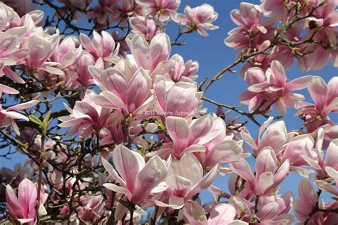 Lichtblicke: Magnolie