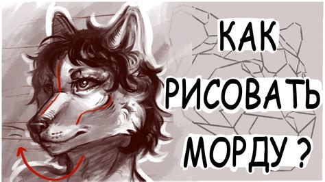 САМАЯ УНИВЕРСАЛЬНАЯ СХЕМА ДЛЯ РИСОВАНИЯ ФУРРИ МОРД - YouTube