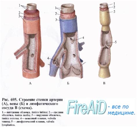 Гормоны сосудов. Гормоны эндотелия. Эндотелин. Регуляторная функция ...