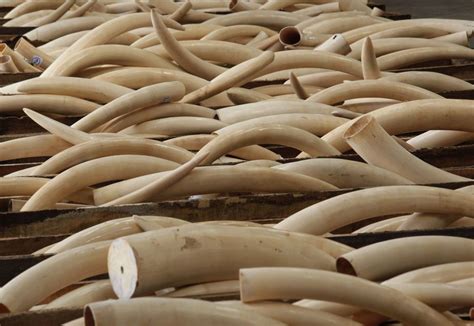 Fotostrecke Pulverisiertes Elfenbein - DER SPIEGEL